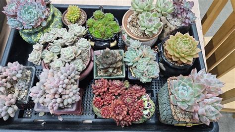 27일 이쁜다육 구경오세요~~~어서들오세요 Youtube