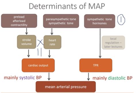 Factors That Affect Cardiac Output Flashcards Quizlet