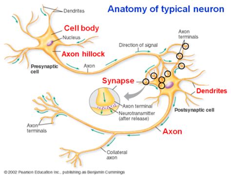 Lect Neurons And Action Potentials Flashcards Quizlet