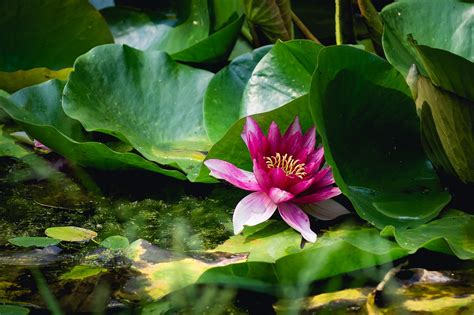 Lelie Waterlelie Roze Bloem Gratis Foto Op Pixabay Pixabay