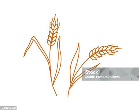 이삭 선형 낙서 스케치 나뭇잎 스파이크 풀 손으로 그린 벡터 그림입니다 시리얼 밀 귀리 및 보리 귀 이삭 스파이크 및 곡물 베이킹 아침 식사 농산물 개체 그룹에 대한 스톡