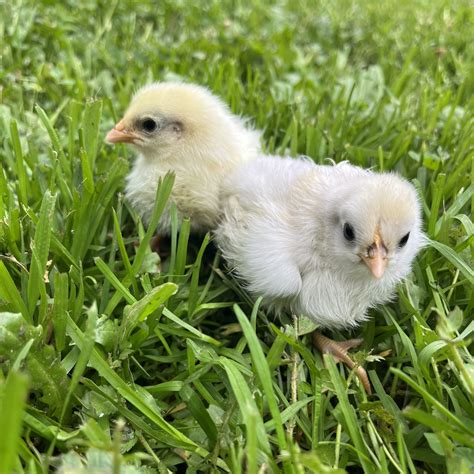 Individual Moss Egger Hatching Eggs Safe Landing Farm