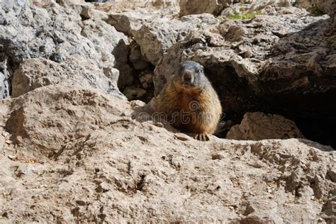 Alpine Marmot Italy Wild Marmot A Marmot Posing Scenery In Italy Marmot Marmota Marmota In