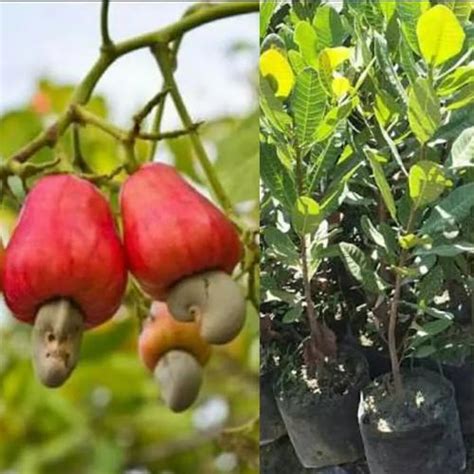 Jual Bibit Tanaman Buah Jambu Mete Mente Mede Jambu Monyet Benih Biji Mete Kab Kediri Ud