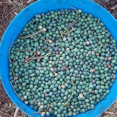 Quetta News بلوچستان کے پہاڑوں کے قدرتی درخت کا پھل جسے