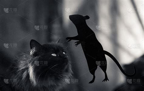 猫捉老鼠 猫捉老鼠
