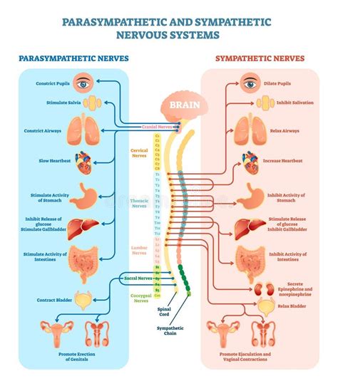 Nervous System Diagram Stock Illustrations 3779 Nervous System