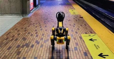 Analyse Quand Les Chiens Robots Déambulent Dans Nos Villes