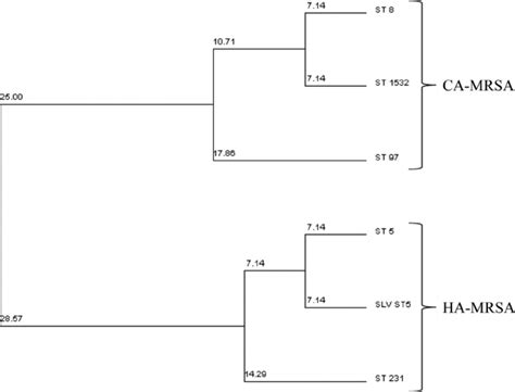Cluster Analysis Of Mrsa Isolates Shown Is A Dendrogram Displaying The Download Scientific