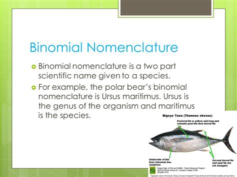 Binomial Nomenclature Examples Of Animals