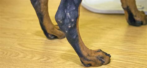 Rabies Dhpp Vaccination And Pyoderma Atlas Den Rabies Dhpp Vaccination And Pyoderma Atlas Den