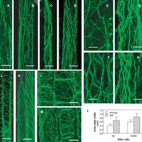 Map Based Cloning Of The Fra3 Gene And Complementation Of The Fra3