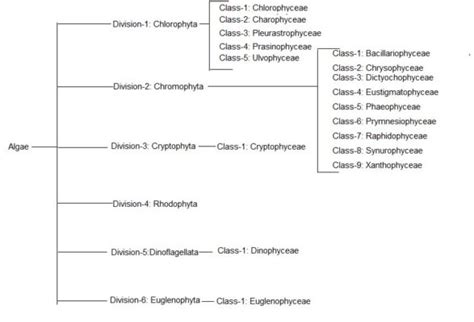 Classification Of Algae Explained In A Simple Way