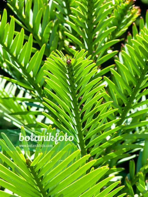 Wollemi Pine Wollemia Nobilis Botanikfoto Picture Library Plant