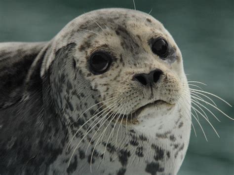 Seals Species Wwf