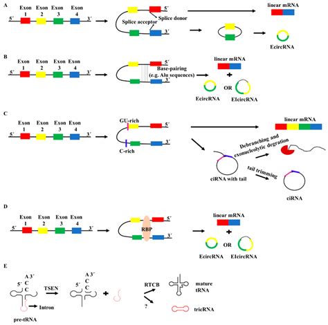 The Proposed Models For Circular Rna Circrna Biosynthesis A