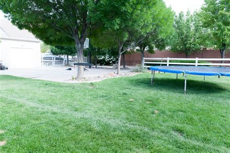 How To Remove Surfacing Tree Roots All Things Thrifty Bloglovin