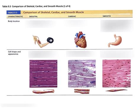 Muscles Comparison Of Skeletal Cardiac And Smooth Muscles Diagram Quizlet