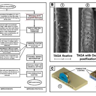 A Scheme Of Sperm Preparation For Scanning Electron Microscopy Download Scientific Diagram