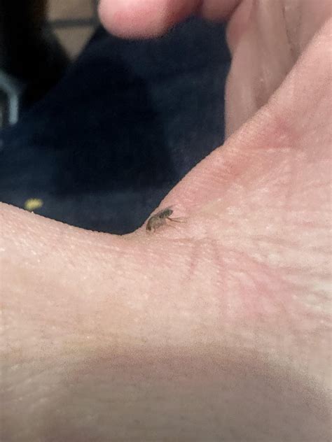 What Species Bug Is This R Entomology