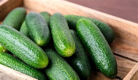 25 Best Cucumber Varieties For Your Garden Crate And Basket
