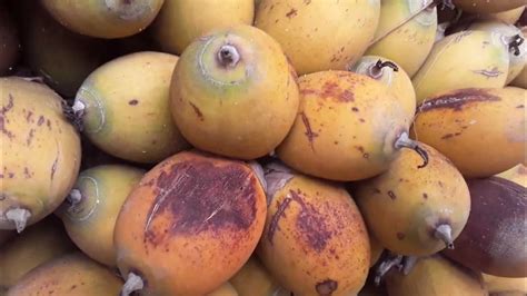 La Palma De Coyol Da Frutos Youtube