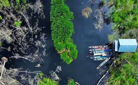 Teknik Restorasi Di Rawa Gambut