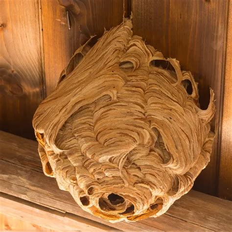 Cara Menghilangkan Sarang Tawon Dengan Aman Pest Terminator Indonesia