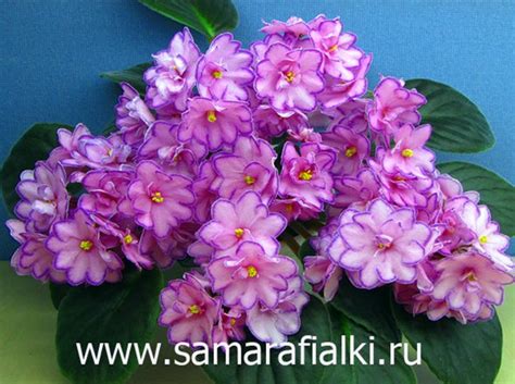 Фиалка Наша Надежда