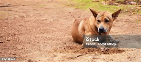 배고픈 길 잃은 개 대기 사람에 더러운 음식에 게 배경에 대 한 시골에 땅 갈색에 대한 스톡 사진 및 기타 이미지 갈색 개 개과 Istock