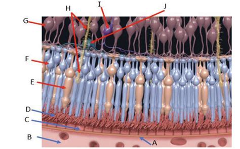Ocular Practical 2 Flashcards Quizlet