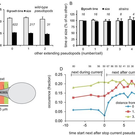 Number Of Extending Pseudopods A Schematic Of Pseudopod Extension As Download Scientific