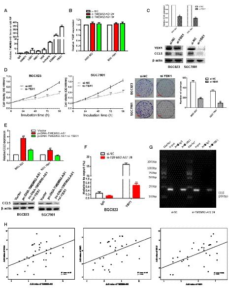 Ybx1 Acted As A Rbp For Tmem92‐as1 A Rip Experiments Were Performed