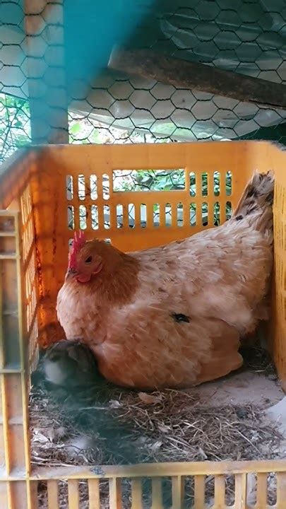 24 5 15 생 닭생 12일차 아리들 엄마 등은 놀이터 어미닭 품에 쏙쏙~ 암탉이 병아리를 품듯이 Youtube