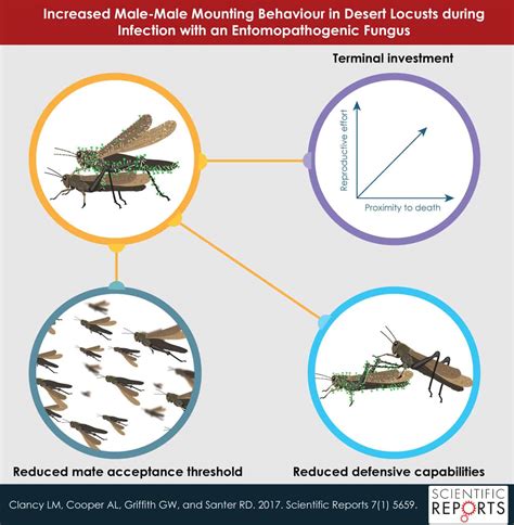 Graphical Abstract Free Template