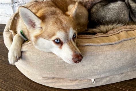 Funny Fuzzy Pet Dog Bed Review • helloBARK!