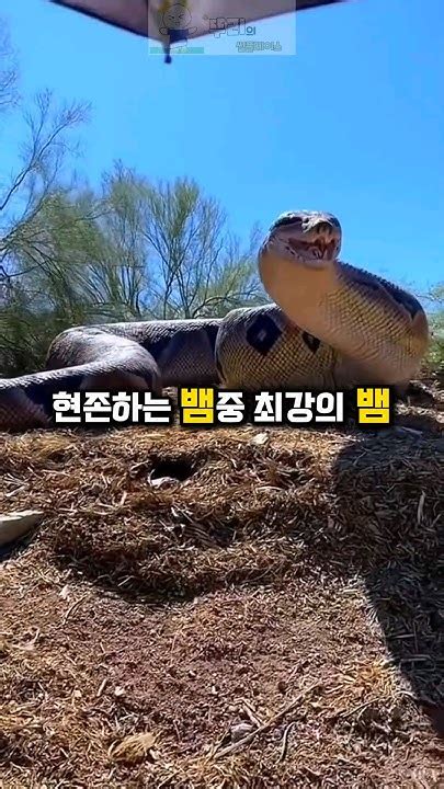 최강의 뱀 그린 아나콘다 Youtube