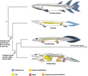 Animals Vertebrates Organismal Biology