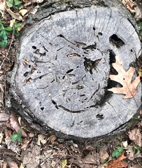 Abstracted Tree Study 4 By Simias On Deviantart Abstracted Tree Study 4 By Simias On Deviantart