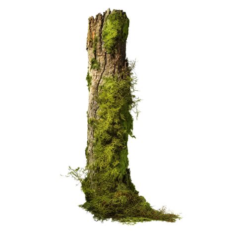 AI Generated Green Moss On Rotten Bark Tree Clip Art 40219180 PNG