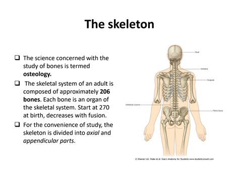 Solution The Skeleton Anatomy Classification Of Bones Studypool