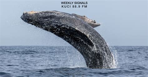 Humpback Sex Nathan Callahan