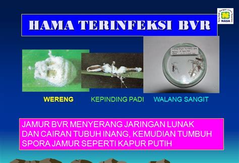 Bvr Beauveria Bassiana Stockist Nasa Gresik L 668