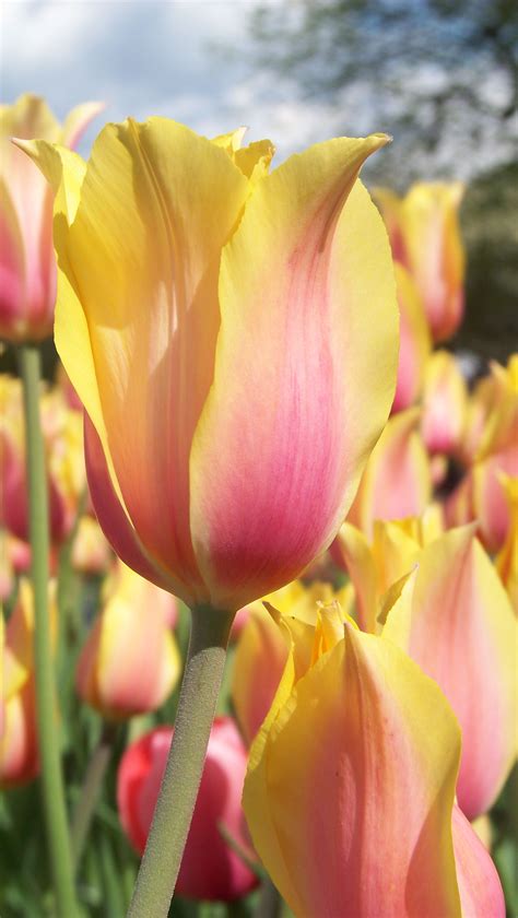 Blushing Lady Tulip Elegant Single Late Tulip