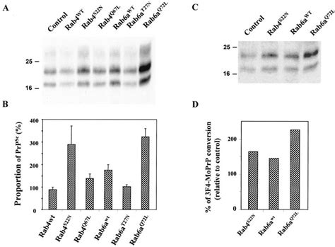 Rab4 Gdp And Rab6a Gtp Expression Stimulates Prp Sc Production Download Scientific Diagram