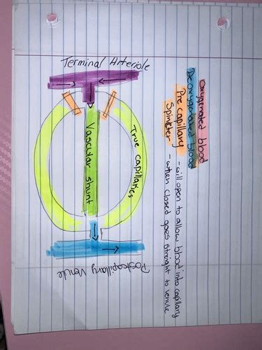A And P Exam 2 Flashcards Quizlet