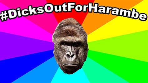 20 Best Dicks Out For Harambe Memes On The Internet Yourtango