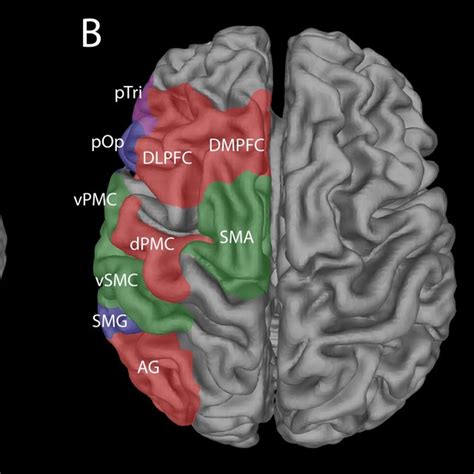 Pdf A Contemporary Framework Of Language Processing In The Human
