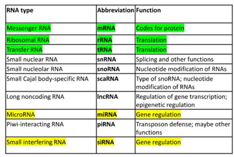 Lecture 7 Rna Interference Flashcards Quizlet
