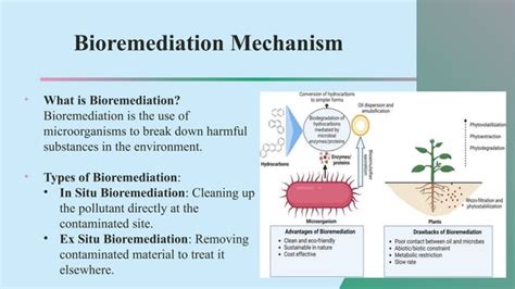 Genetically Modified Organisms Gmo Pptx